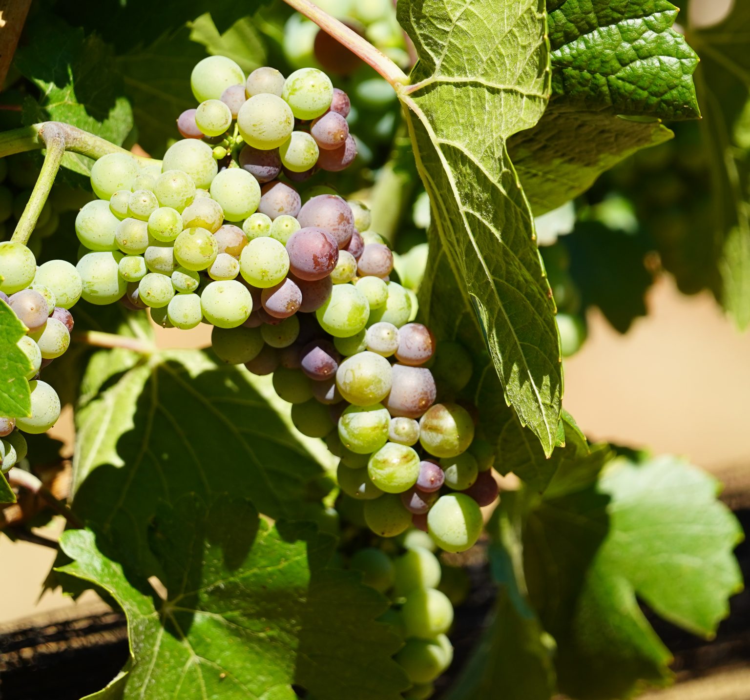 Home - Stave and Stone Wine Estates